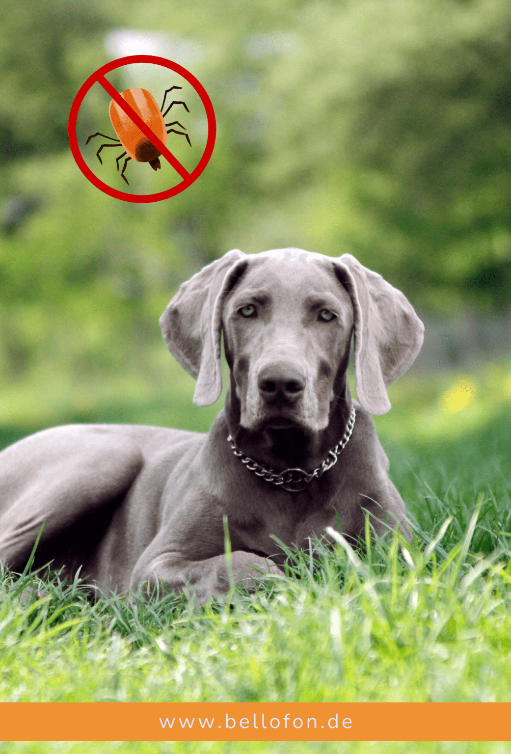 Hausmittel Gegen Flhe Hund